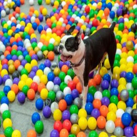 Ultimate Dog Ball Pit | Super Pet Expo